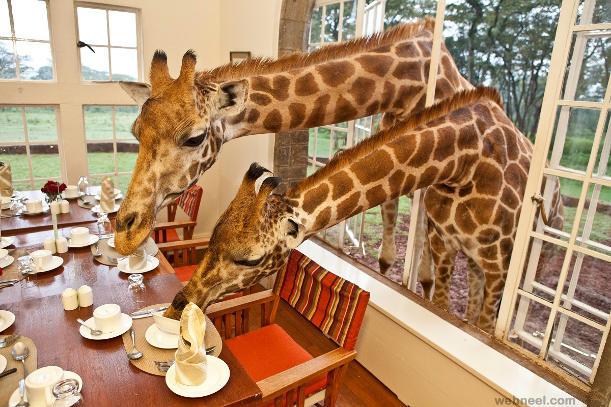 Hungry Giraffe